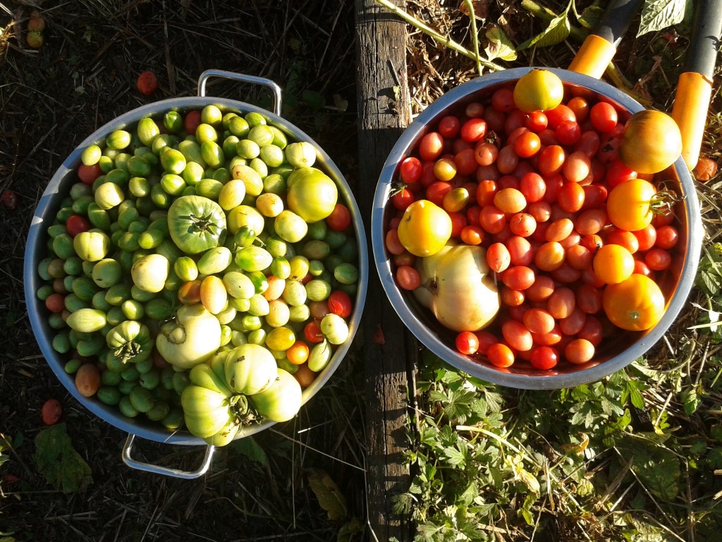 4 Things To Do With Green Tomatoes Good Life Permaculture 4 Things To Do With Green Tomatoes Good Life Permaculture