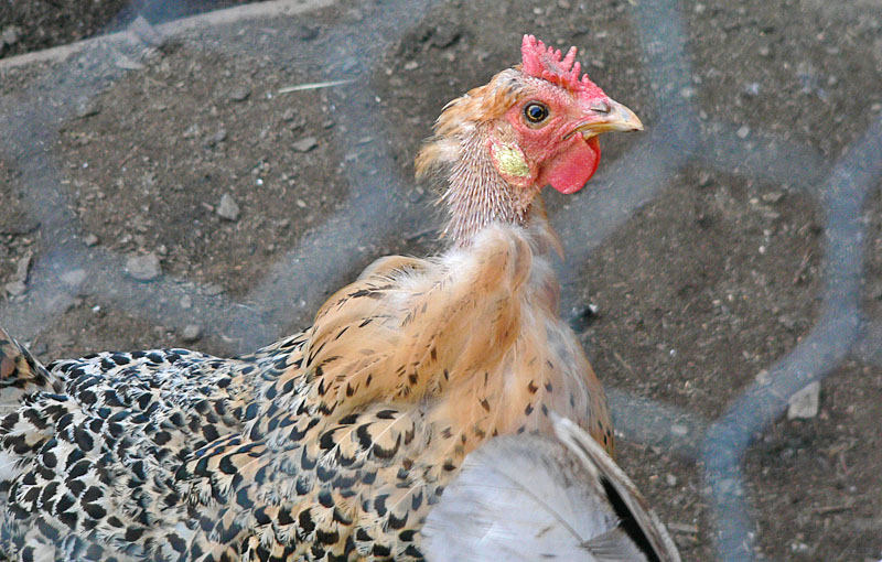Molting Chickens | Good Life Permaculture