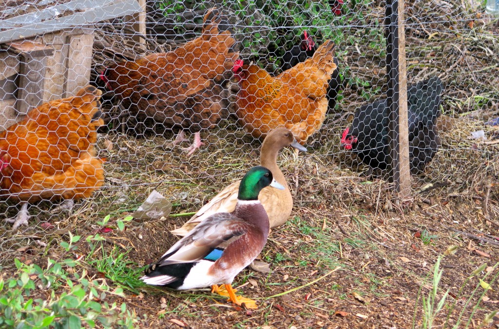 khaki Campbell Ducks | Good Life Permaculture