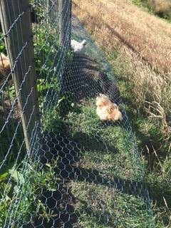The Chicken Tunnel | Good Life Permaculture