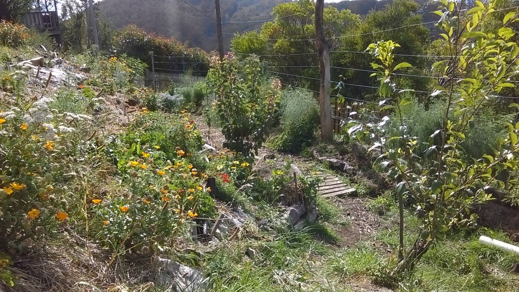 Our Orchard Design & Development | Good Life Permaculture