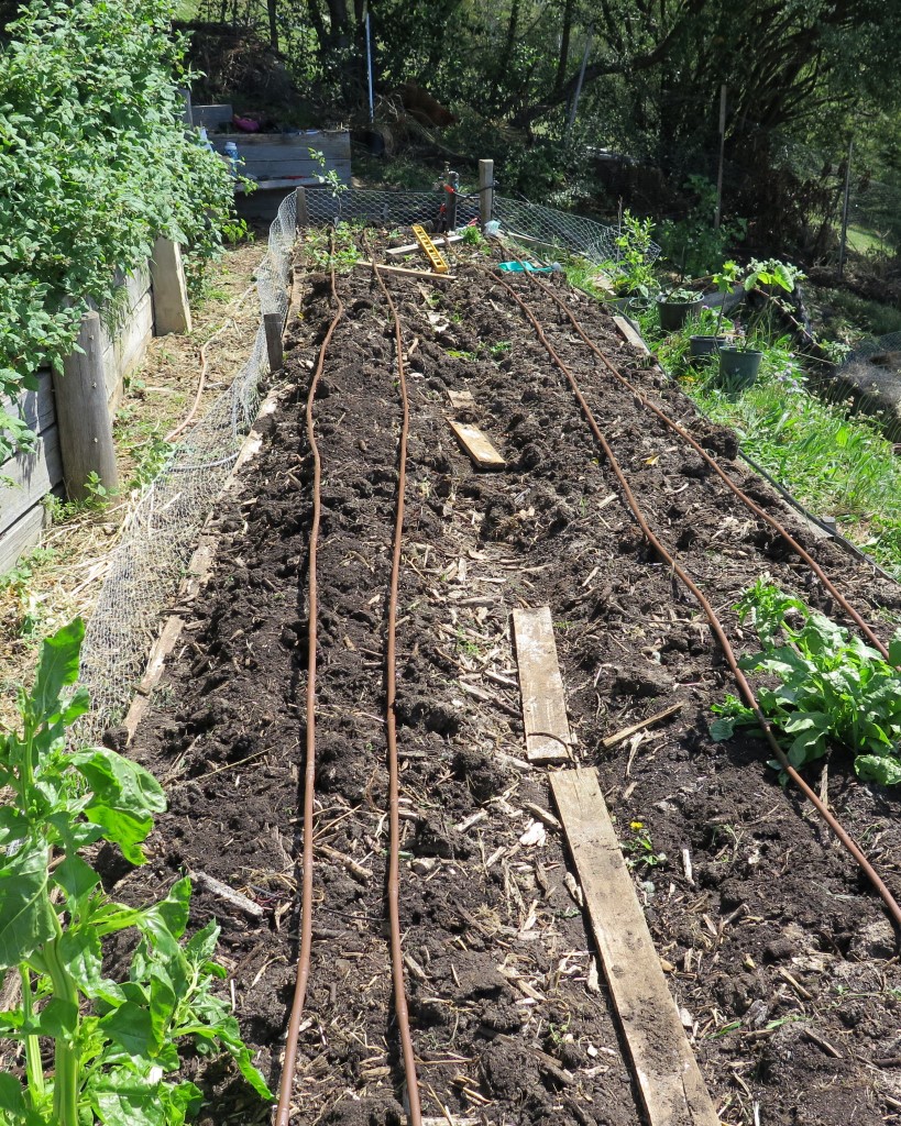 How To Install Dripline Irrigation | Good Life Permaculture