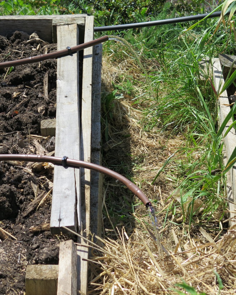 How To Install Dripline Irrigation | Good Life Permaculture