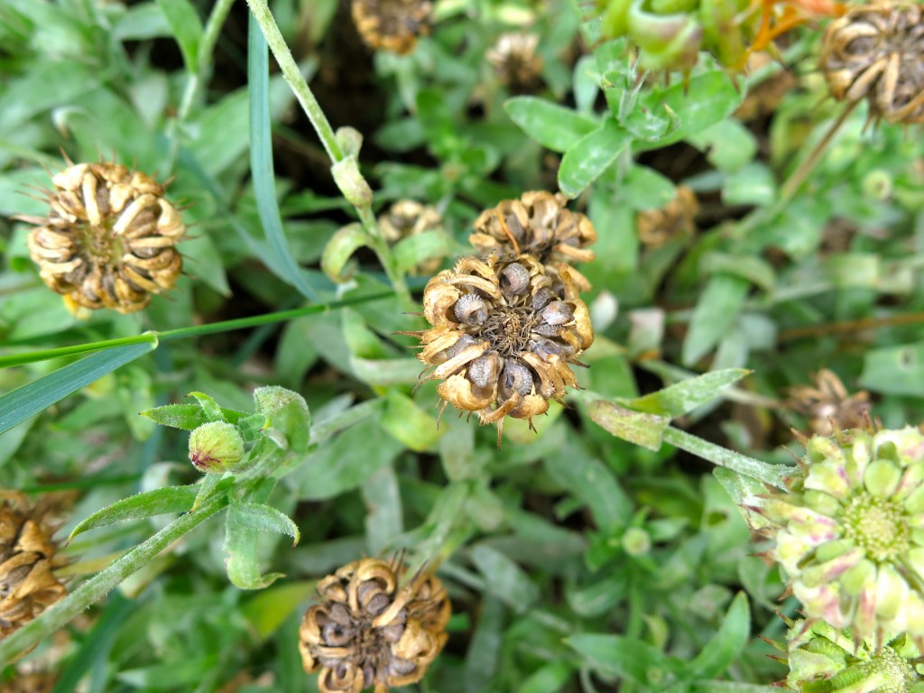 Homegrown Bug Mix | Good Life Permaculture