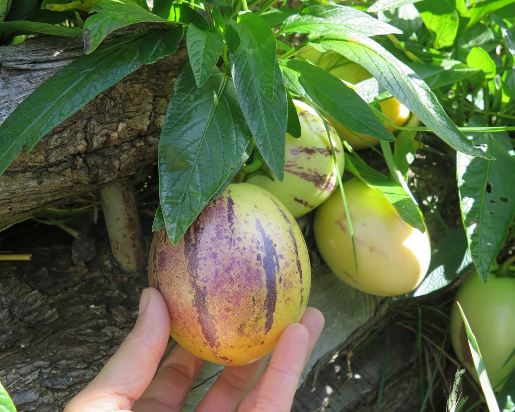 Growing Pepinos | Good Life Permaculture