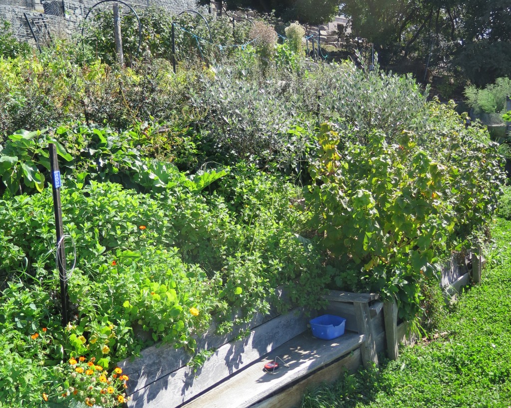 Our Maturing Edible Forest Garden | Good Life Permaculture