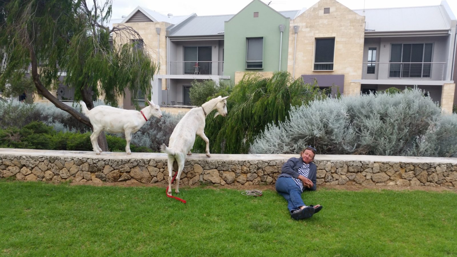 18-goat-walk-7 | Good Life Permaculture