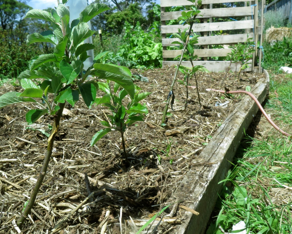 Growing Your Own Apple Tree Rootstock | Good Life Permaculture