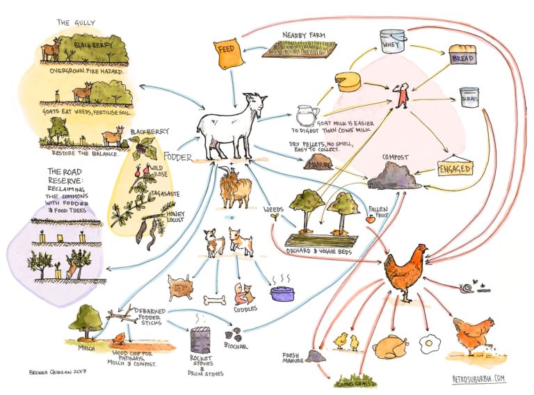 Four Goat Case Studies From Around Australia | Good Life Permaculture