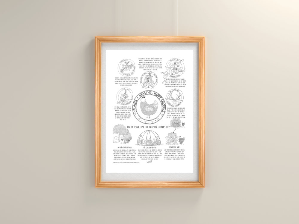 Chicken poster | Good Life Permaculture