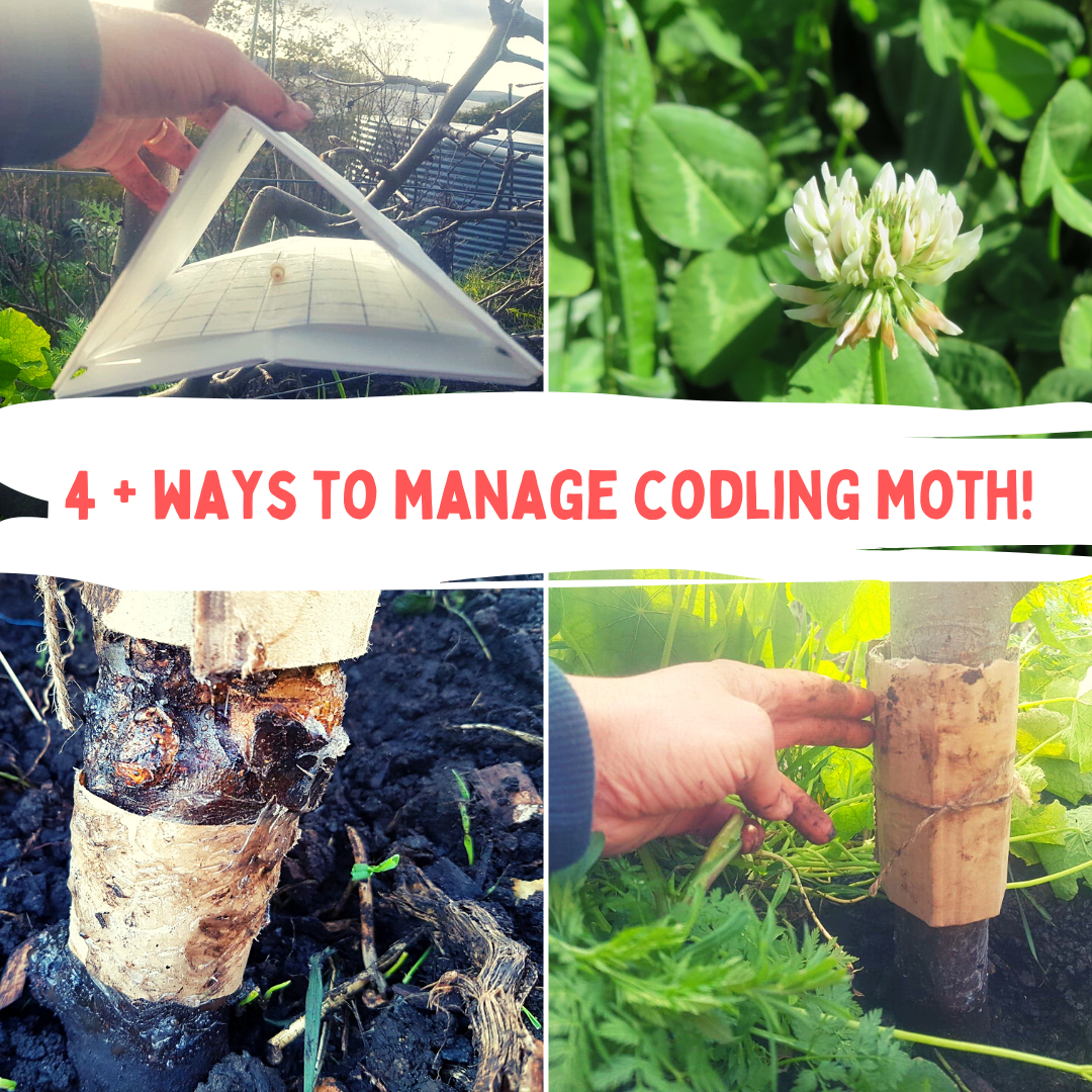 4-ways-to-manage-codling-moth | Good Life Permaculture