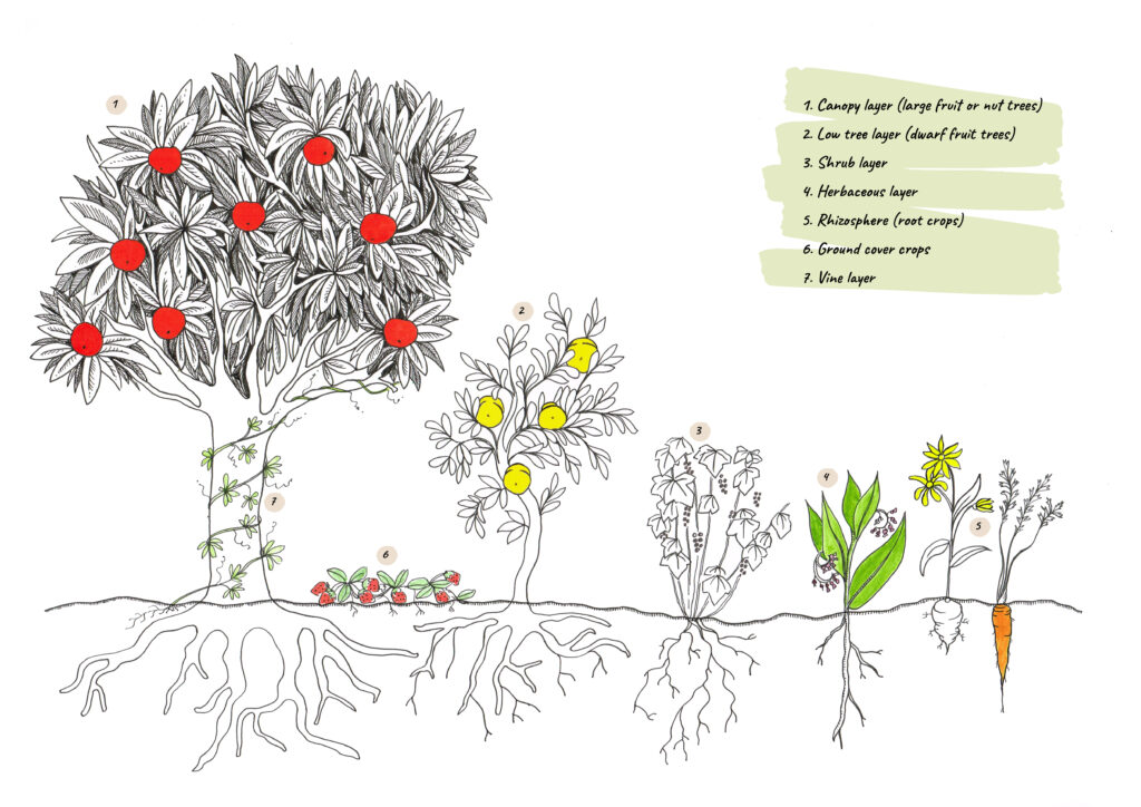 Food Forests | Good Life Permaculture
