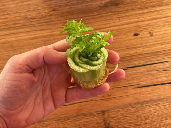 Blog | Good Life Permaculture