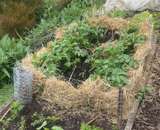 Mounding Potatoes - Or Not | Good Life Permaculture